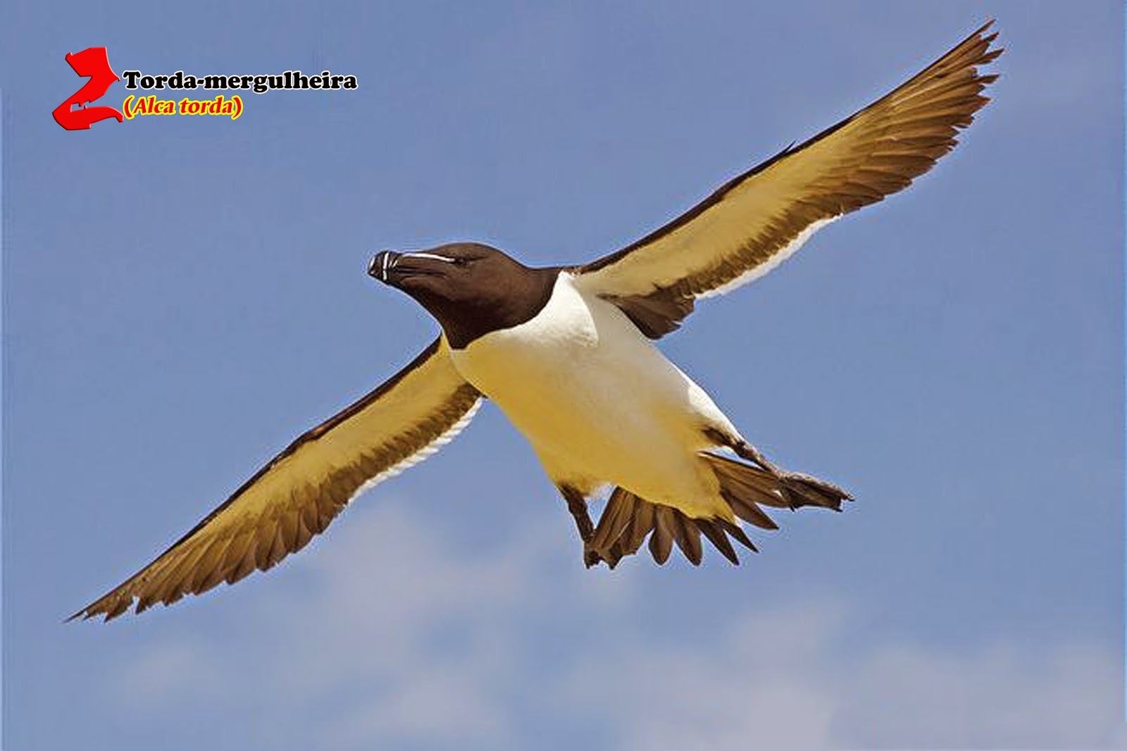 ORNITOLOGIA: Torda-mergulheira (Alca torda)